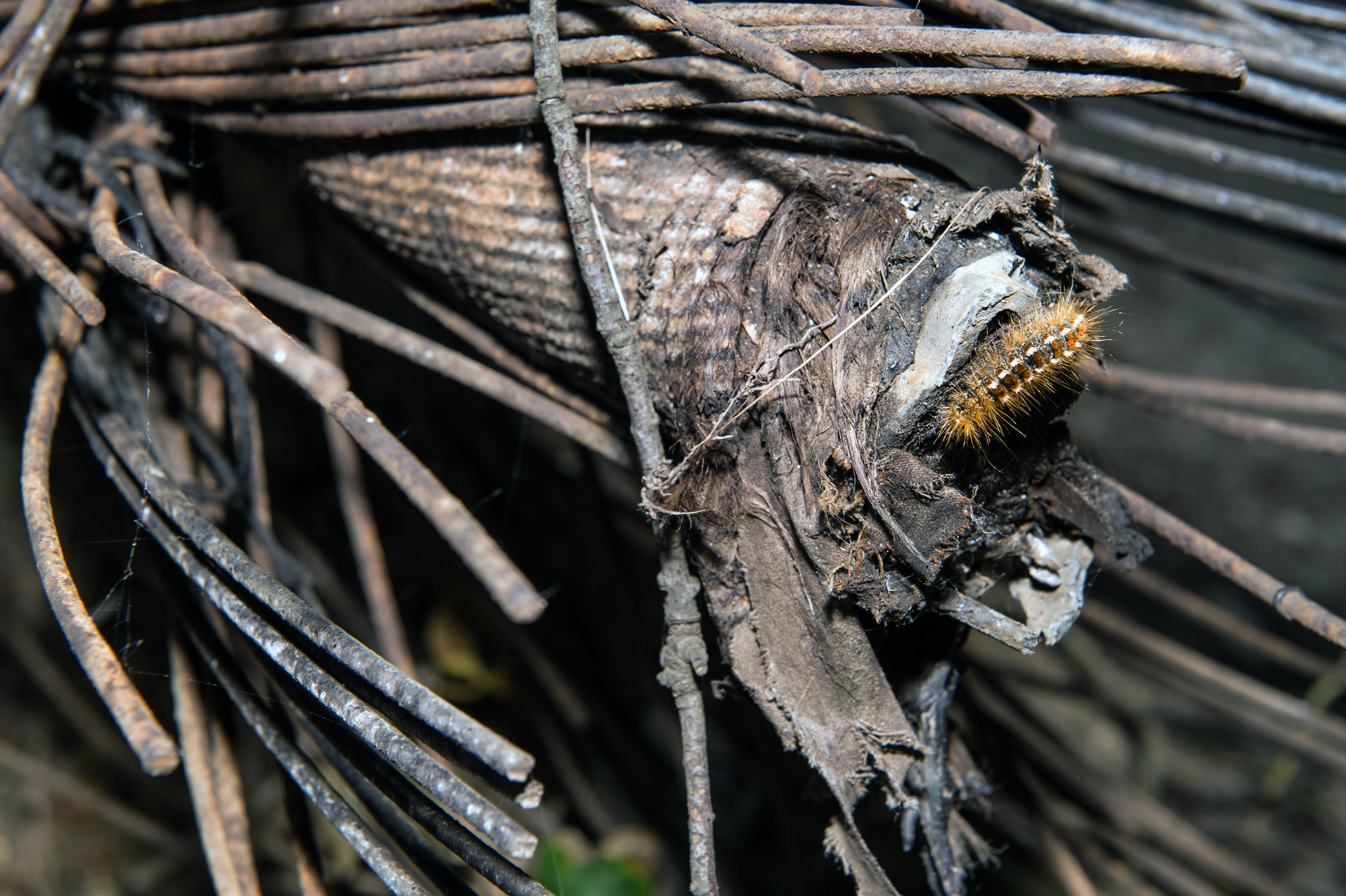 Uncovering the Secrets of Burrow (Rat) Island in Portsmouth Harbour ...